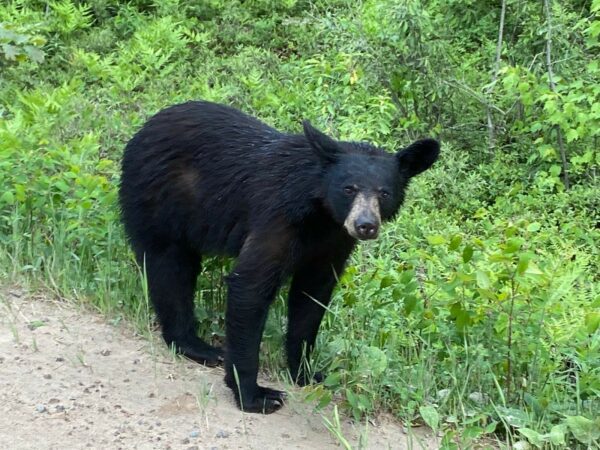 Photo Gallery - Dokis First Nation